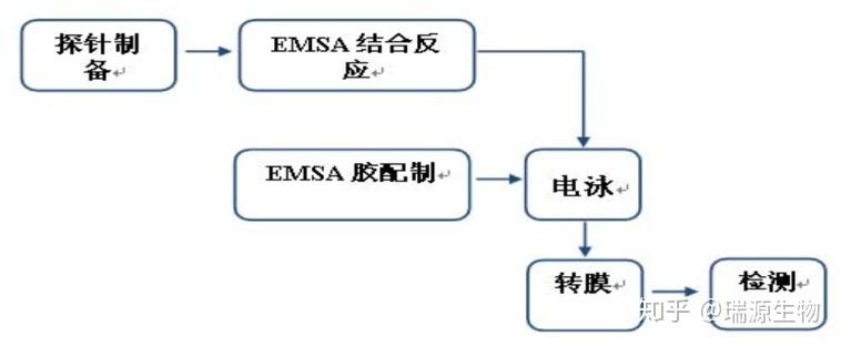 EMSA实验怎么做？ - 知乎