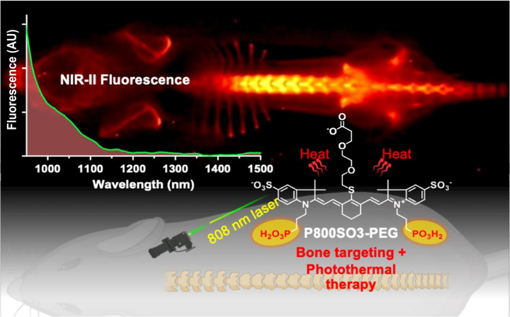 NIR-II荧光团丨P800SO3-PEG：可肾清除的荧光团实现骨靶向成像治疗 - 知乎