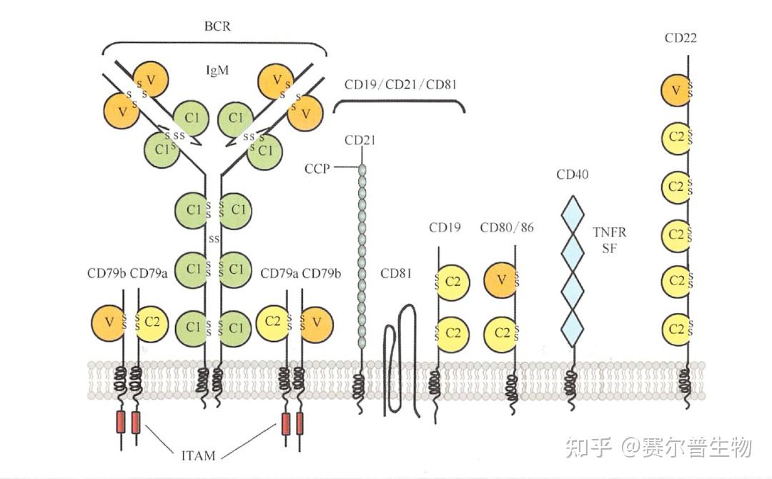 免疫学基础：一文读懂用于细胞鉴定的CD分子 - 知乎