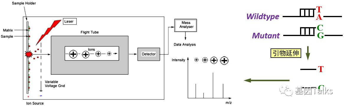 分子检测—MassARRAY核酸质谱技术介绍 - 知乎