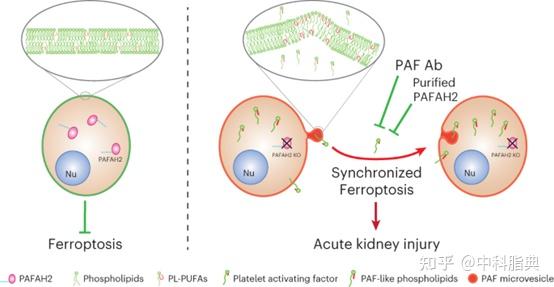 PAFAH2 抑制同步性铁死亡以改善急性肾损伤 - 知乎