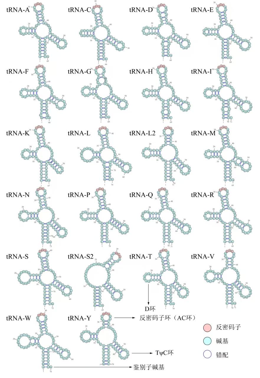 【线粒体基因组分析】01.tRNA二级结构图绘制教程 - 知乎