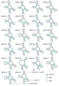 【线粒体基因组分析】01.tRNA二级结构图绘制教程 - 知乎
