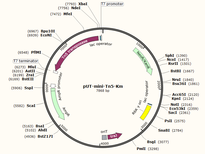 pUT-mini-Tn5-Km 大肠杆菌 基因编辑质粒 - 知乎