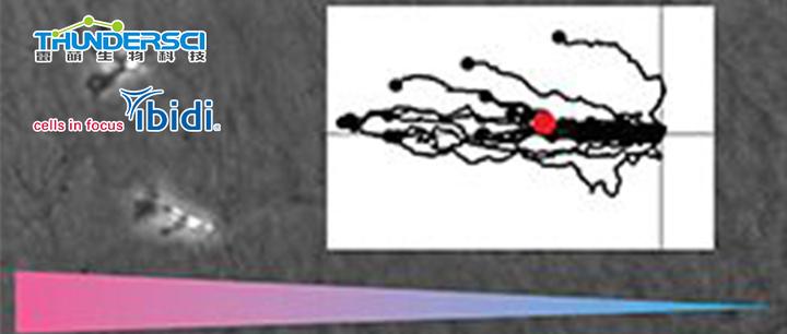 ibidi细胞趋化实验|可视化的Transwell细胞趋化实验原理+操作步骤 - 知乎