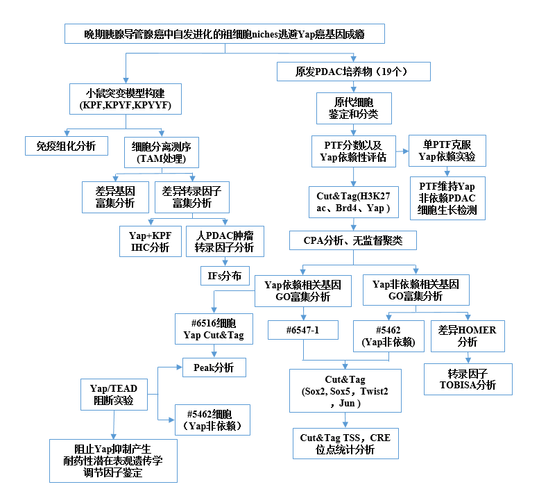 Nature commu|晚期胰腺导管腺癌中自发进化的祖细胞niches逃避Yap癌基因成瘾 - 知乎
