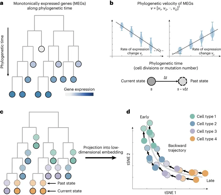 PhyloVelo enhances transcriptomic velocity field mapping using ...
