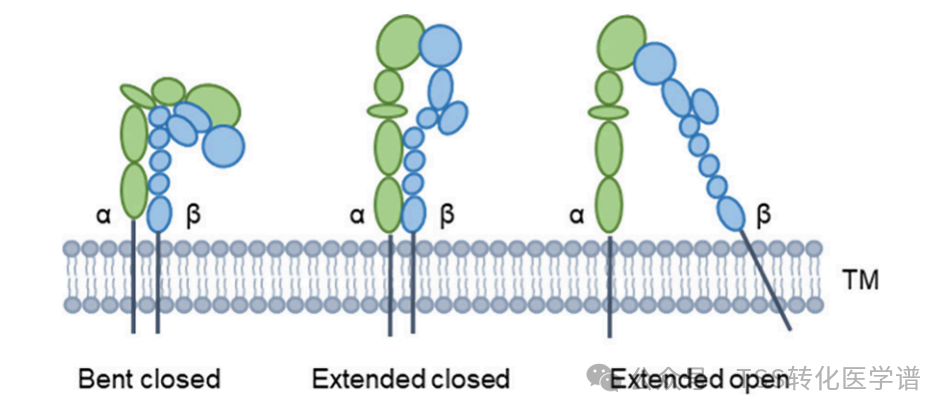 【JMC】Morphic和Schrödinger 公布 αvβ6 整合素抑制剂(MORF-627)分子设计 - 知乎