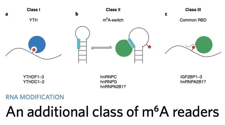 NCB: 一种新的m6A阅读器！可促进mRNA翻译和稳定性 - 知乎