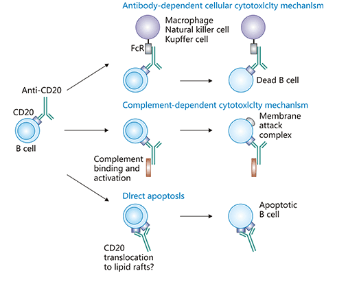 CD20：狂奔中的“战马”，新型药研发从未停歇！ - 知乎