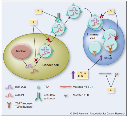 TLR8人源化小鼠 - 知乎