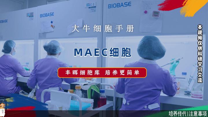 MAEC细胞培养，小鼠主动脉内皮细胞培养攻略 - 丰晖生物 - 知乎
