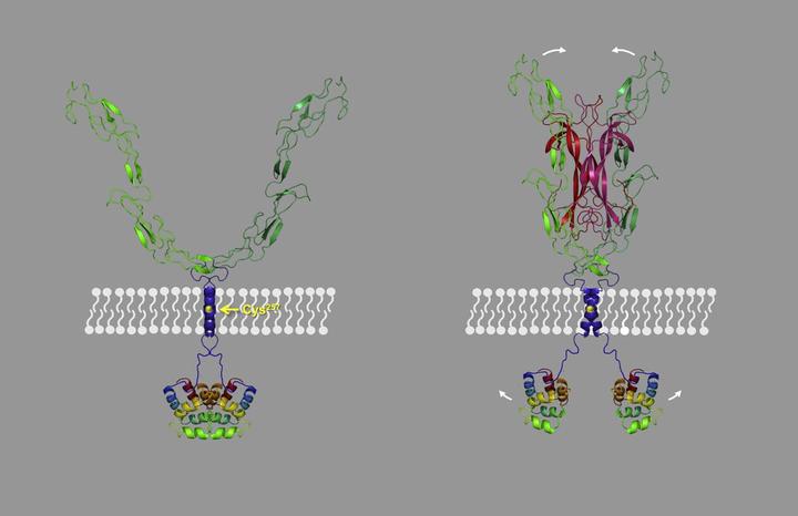 Conformational Rearrangement of p75NTR Receptor - 知乎