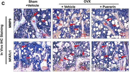 武汉市皮诺飞生物动物实验外包：小鼠卵巢切除（OVX）骨质疏松模型 - 知乎