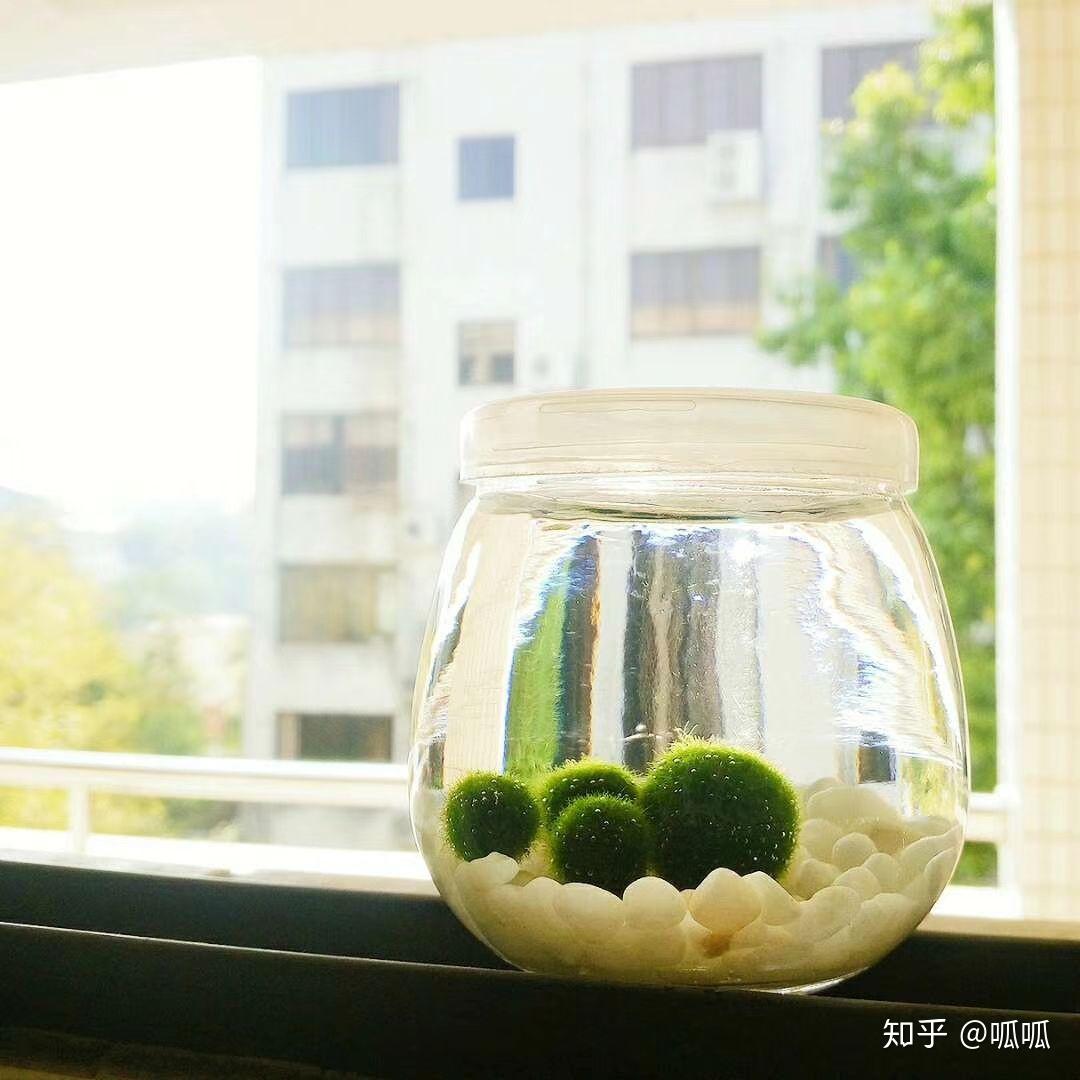 想养球藻，有什么注意事项吗？ - 知乎