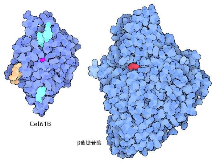 糖苷内切酶H（Endo H）的功能解析与技术革新 - 知乎