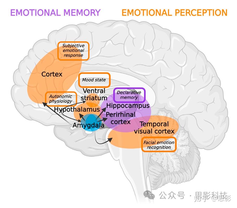 Neuron：探索杏仁核如何塑造人类行为 - 知乎