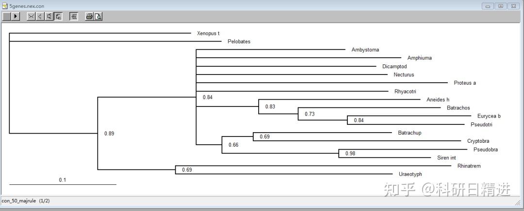 mrbayes教程：系统发育树的构建 - 知乎