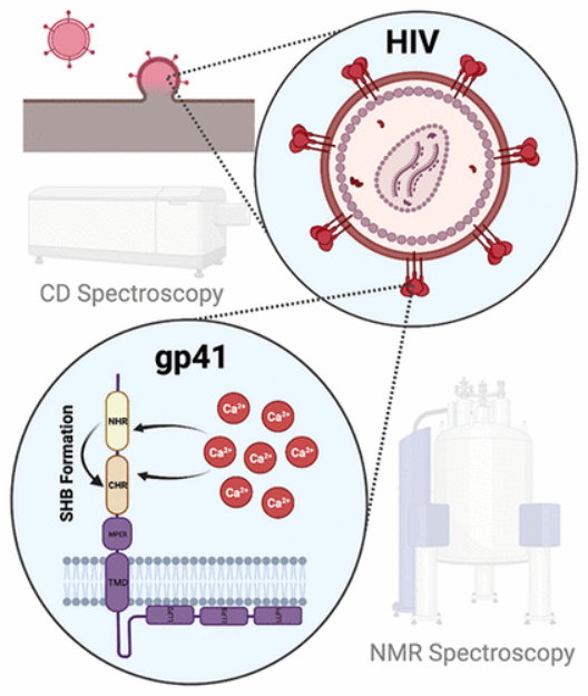 【文献精读】HIV跨膜蛋白gp41中参与膜融合的钙离子相互作用位点的结构与机制证据 - 知乎