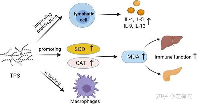 SOD与线粒体的作用及机理概述 - 知乎