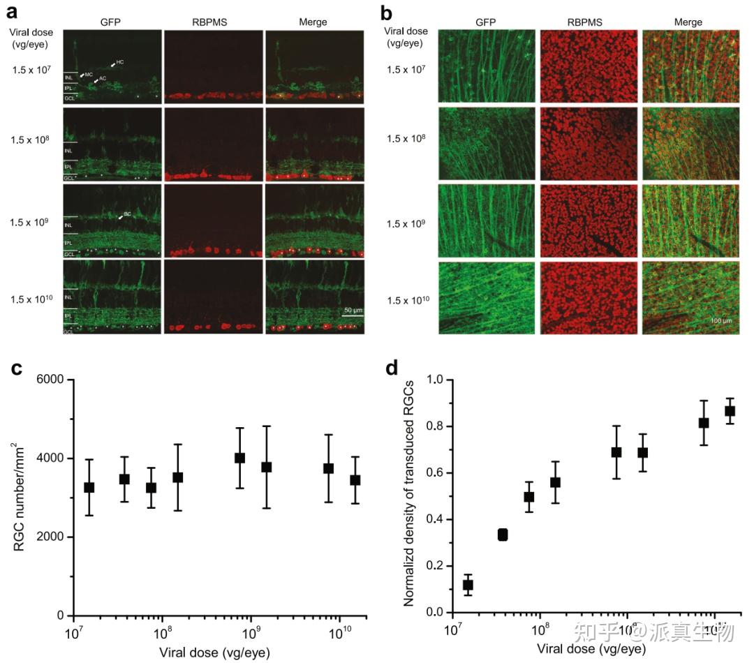 AAV感染细胞实验的具体操作有哪些？ - 知乎