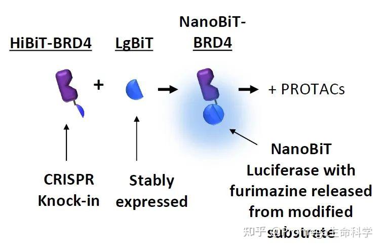 技术 | 使用HiBiT发光多肽标签监测内源水平的蛋白动力学 - 知乎