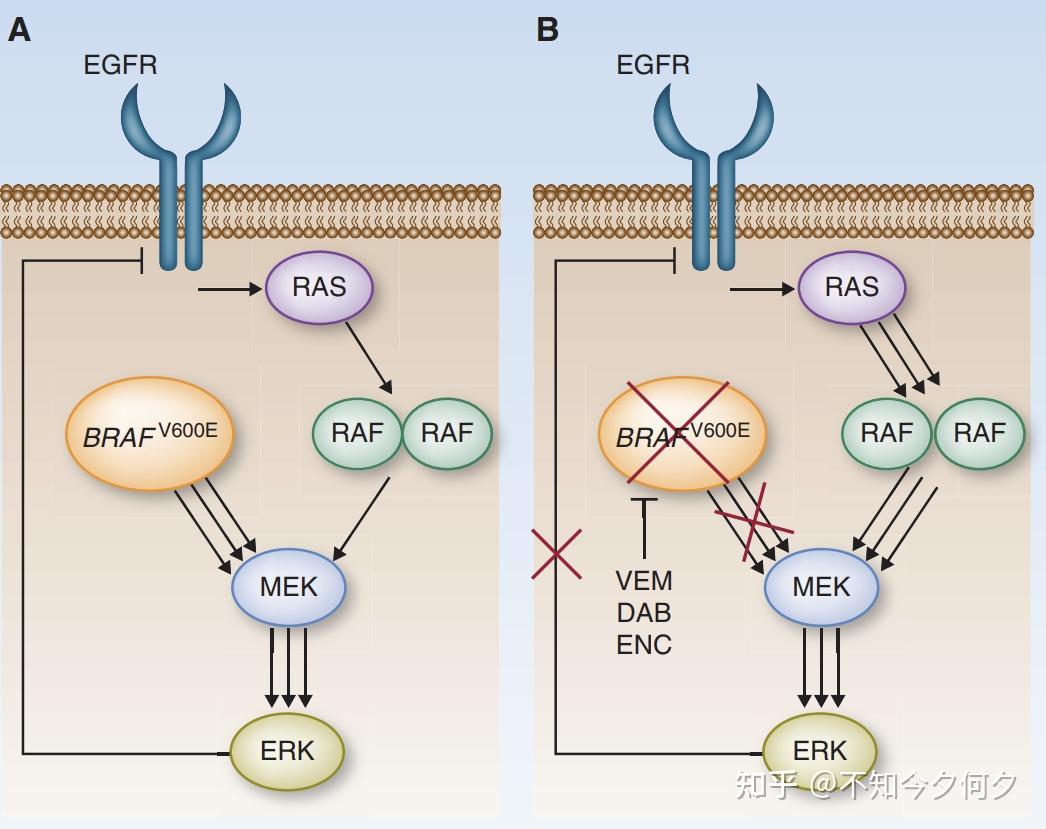 结构生物学进展报告——BRAF oncogenic mutants evade autoinhibition through a common ...