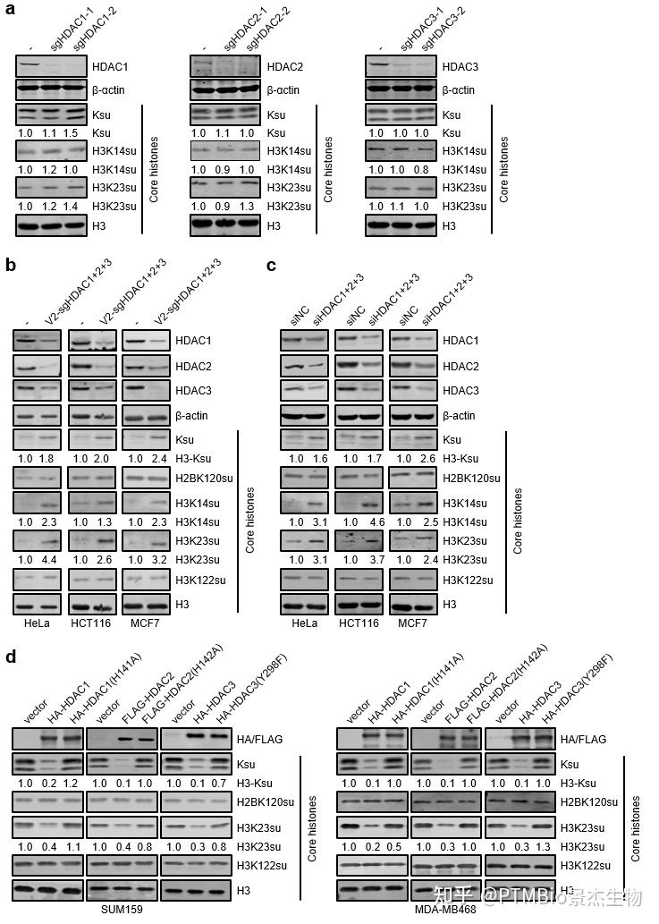 Cell Discov | HDAC1/2/3是主要的组蛋白去琥珀酰化酶 - PTMBio - 博客园