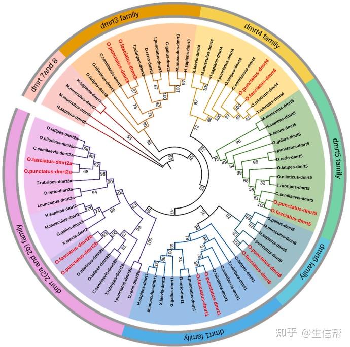 基因家族-DMRT基因家族揭示了斑石鲷杂交染色体(Y)中性别分化调节的新见解 - 知乎