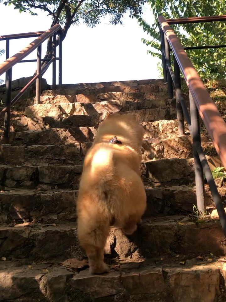 渠道直营宠物品牌高速发展，折扣店在供应链领域日益凸显 - 知乎