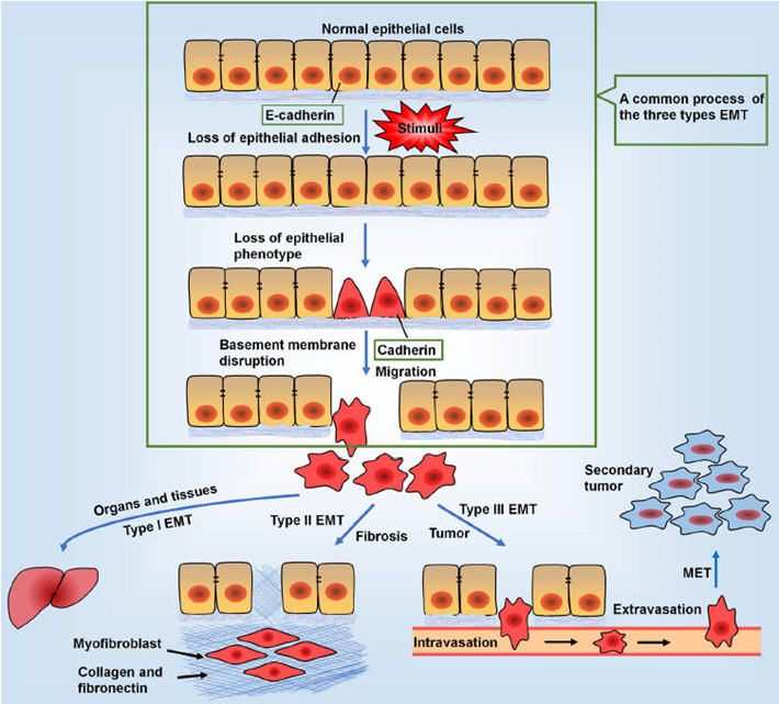 【AmBeed解读】EMT：一个关键生物学过程及其潜在的药物干预点 - 知乎