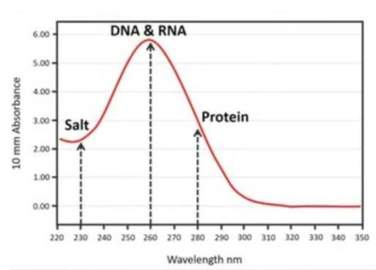 DNA为什么能被测出浓度来？ - 知乎