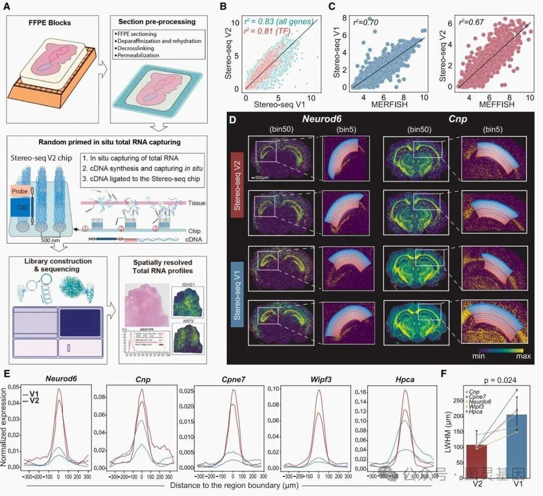 Cell ｜ 华大基因：Stereo-seq V2以单细胞精度重塑FFPE空间全转录宇宙 - 知乎