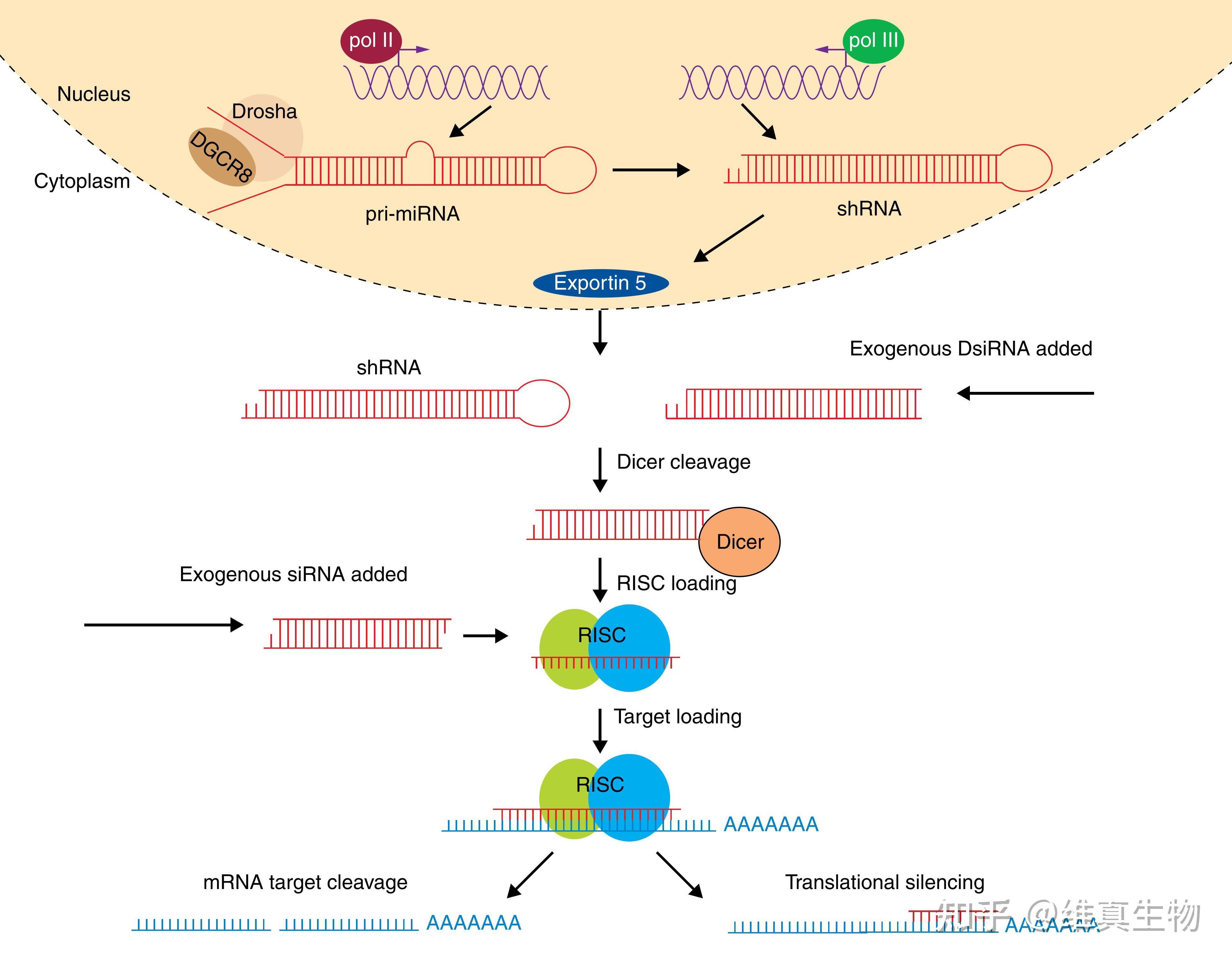 组织特异性的基因敲低，怎么做？ - 知乎