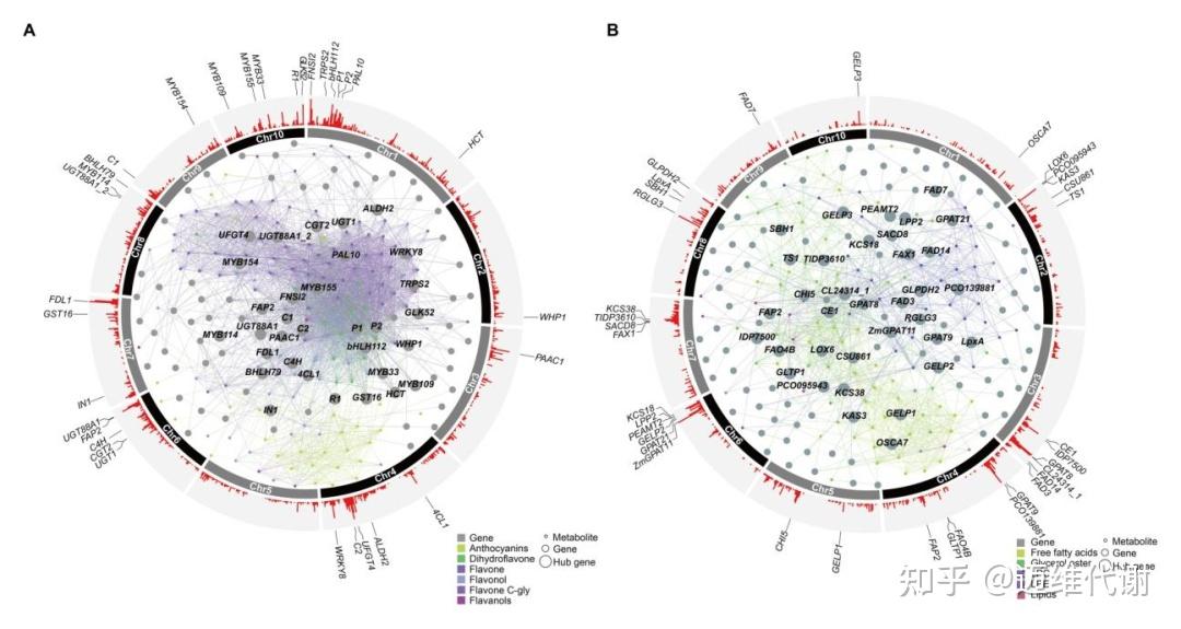 Mol Plant |北京农林科学院赵久然团队mGWAS揭示玉米代谢分化机制 - 知乎