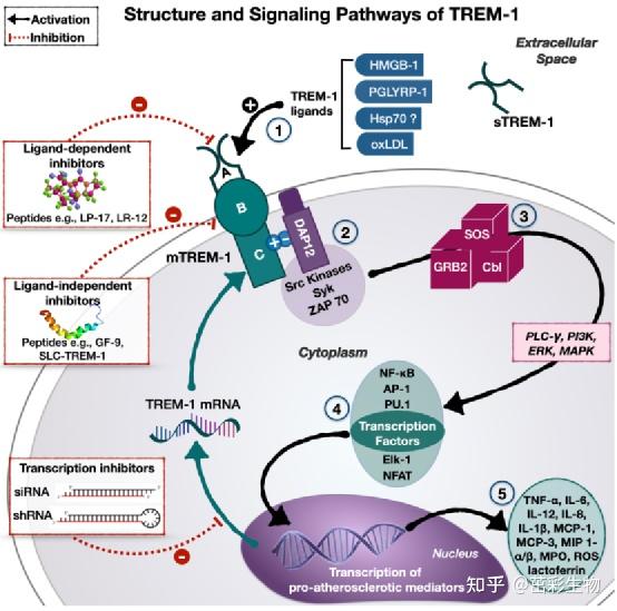 髓细胞触发受体1(TREM1) - 知乎