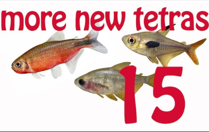 【搬运】视频《New Tetra Guide: 15 more New tetras! ... Part 2 - rare new ...