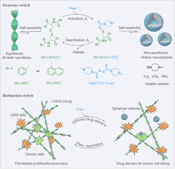 上海科技大学郑宜君课题组Angew. Chem. Int. Ed.: 具有可切换生物功能的非平衡耗散组装 - 知乎