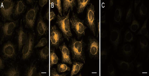 亚铁离子探针——FerroOrange - 知乎