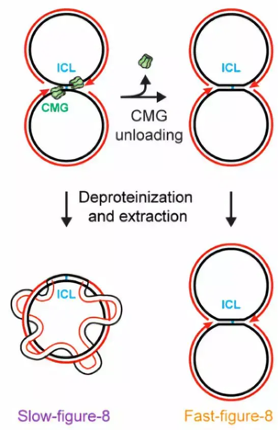 Nature详解 | TRAIP是DNA链间交联损伤修复途径选择的核心调节蛋白 - 知乎