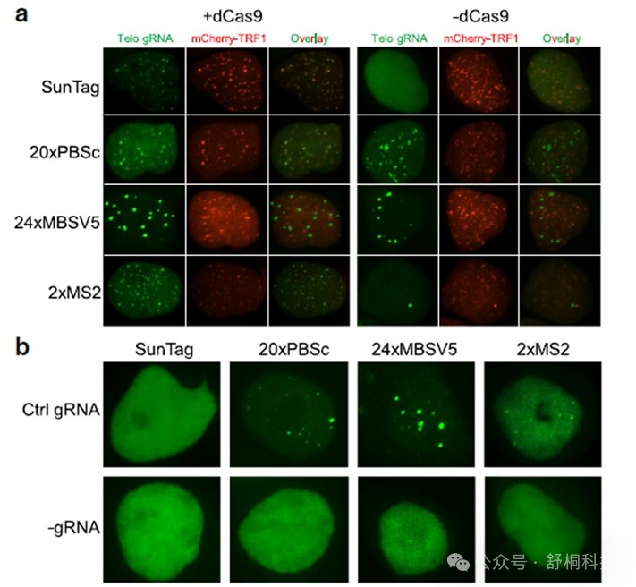 基因编辑之外：dCas9在生物技术中的应用 - 知乎