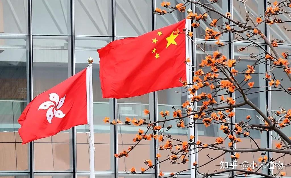 香港回归27周年，重温香港特别行政区区花——紫荆花 - 知乎
