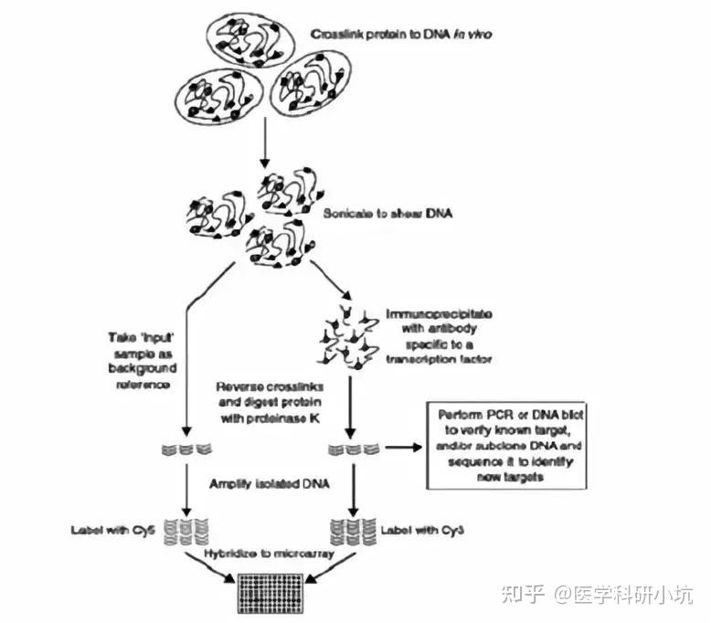 能讲解一下ChIP qPCR实验的详细步骤吗? - 知乎