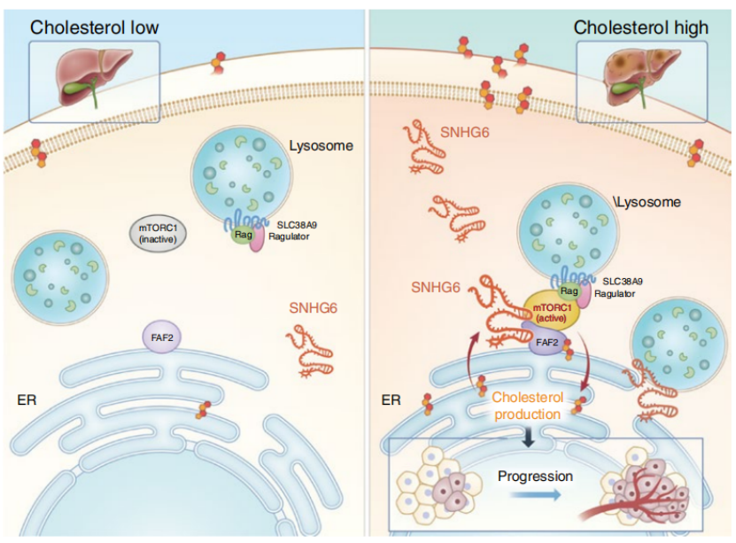 国自然热点 | LncRNA在基因表达调控中的分子机制 - 知乎