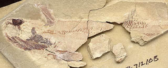 【地球演义】鲛腾记2：形 - 知乎