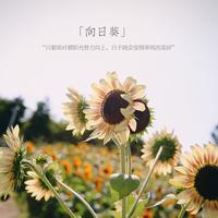 Linux网络编程recv,recvfrom函数 - 知乎