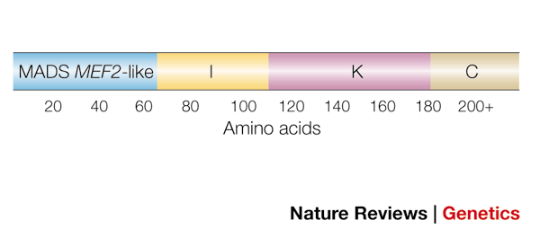 各位大佬，MADS-box到底是个啥呀，能具体说一下嘛，里面有转录因子是吗，还有它的保守结构域又是啥？ - 知乎