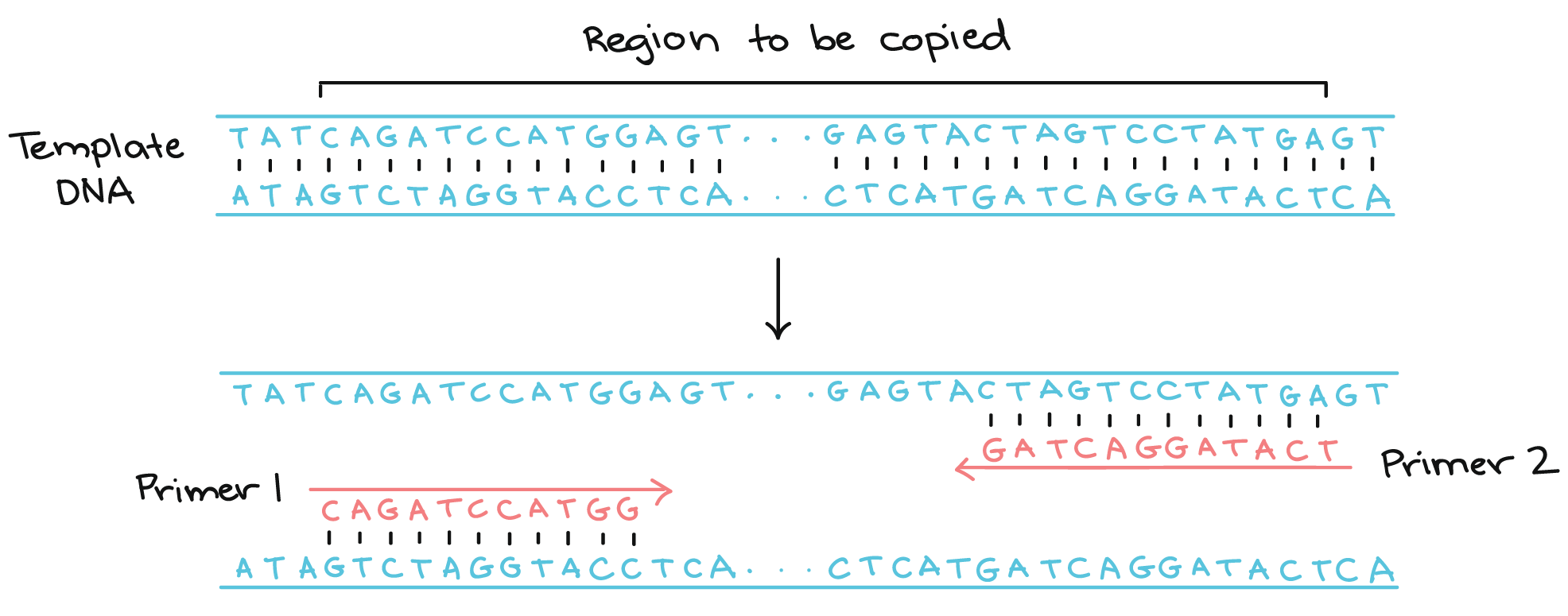 分子生物学实验中有哪些常用的软件？ - 知乎
