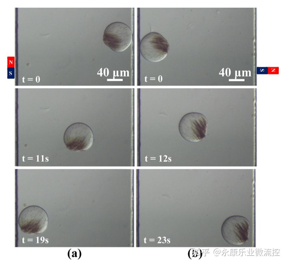 基于微流控技术一步合成各向异性磁性聚合物Janus颗粒 - 知乎