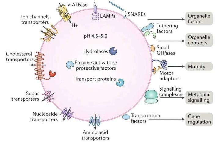 【AmBeed解读】溶酶体：蛋白质降解的终极“武器” - 知乎